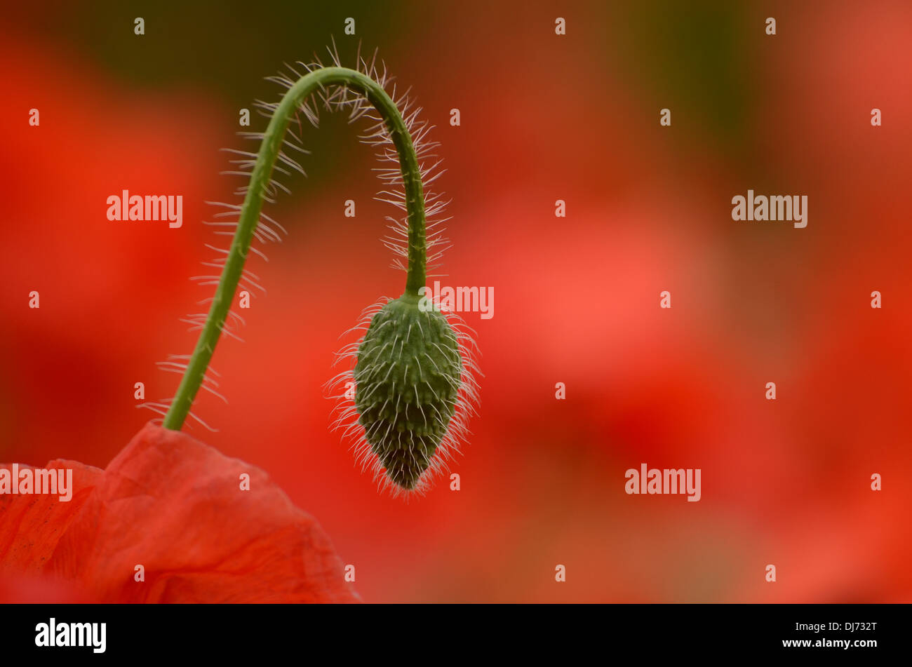 Poppy bud hi-res stock photography and images - Alamy