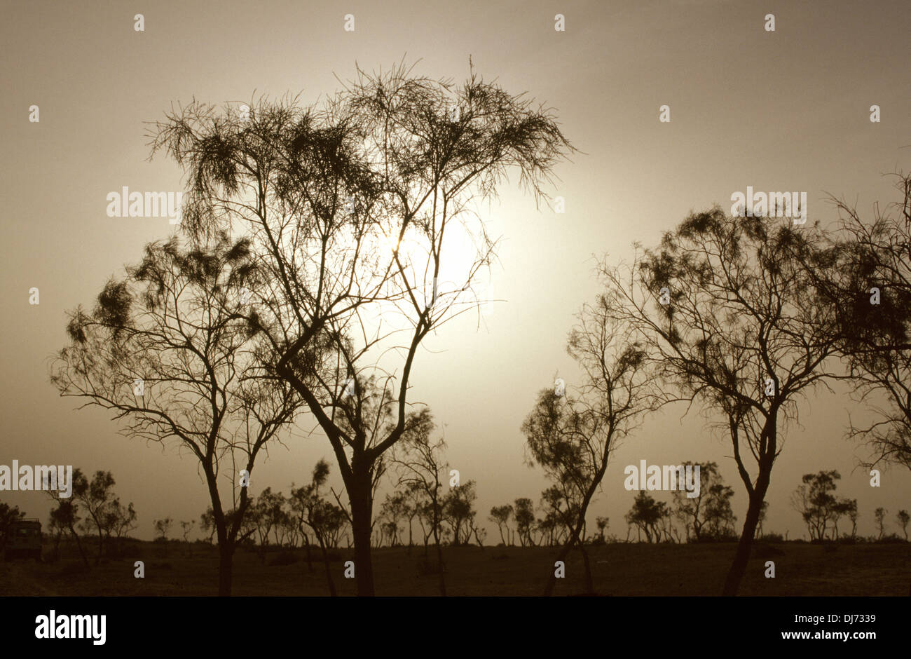 Salt Cedar or Tamarix aphylla trees in natural habitat, Negev desert ...