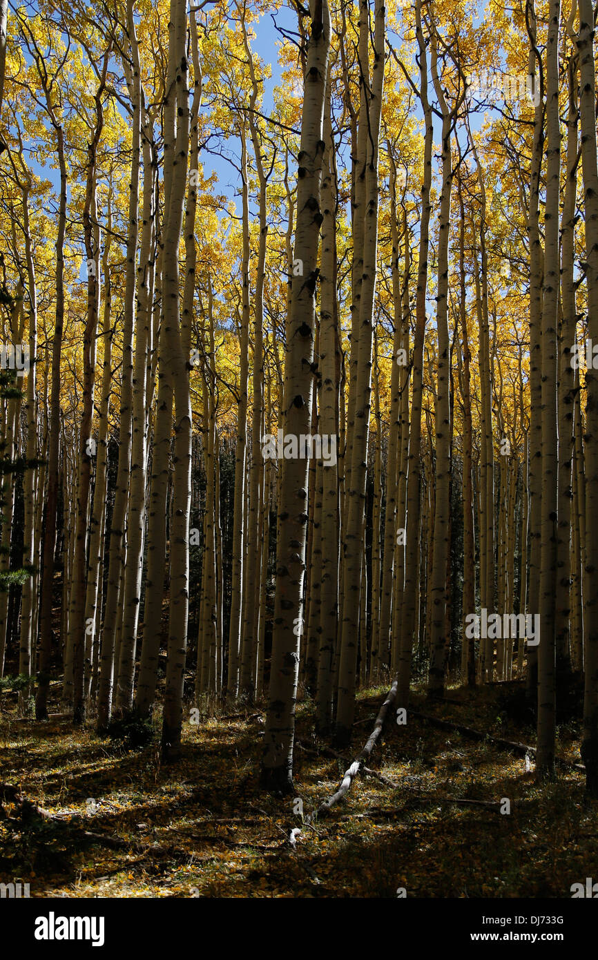 Autumn in Lockett Meadows Stock Photo - Alamy
