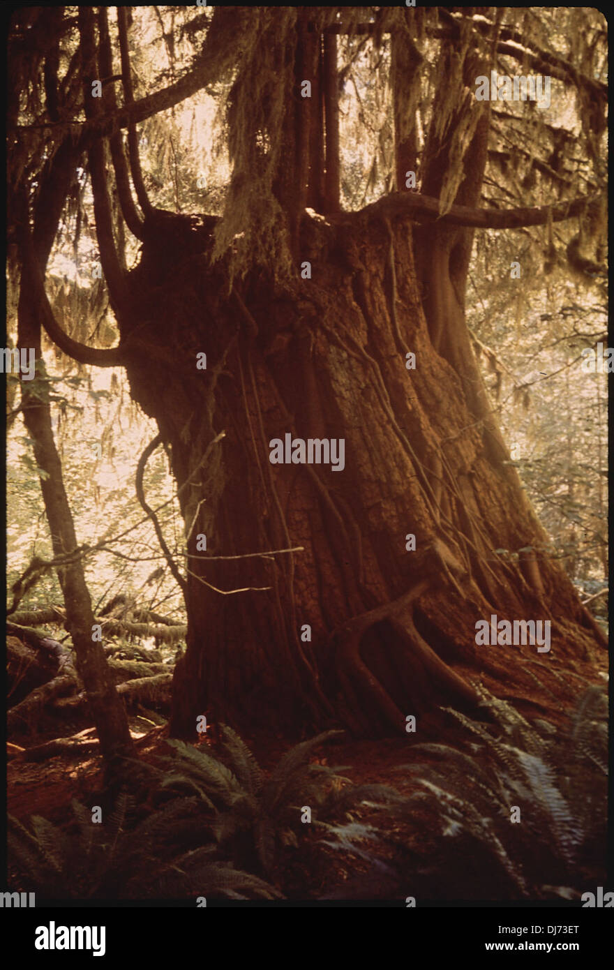 THE HOH RAIN FOREST, WHERE SPRUCE, CEDAR, AND FIR TREES GROW TO GREAT ...