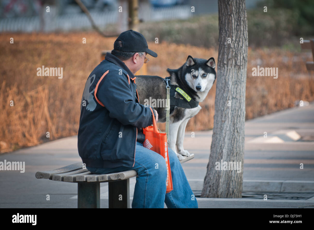 Chinese man with dog hi-res stock photography and images - Alamy