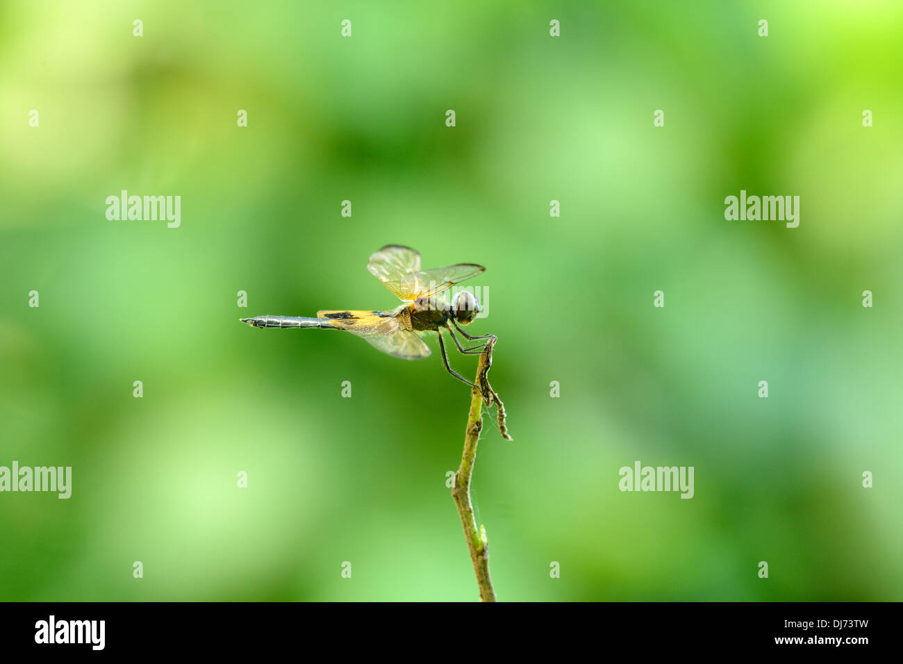 beautiful female Yellow-striped Flutterer Dragonfly (Rhyothemis phyllis ...