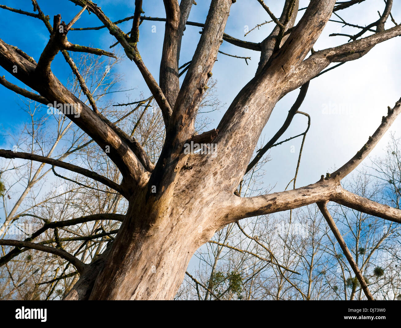 Dead deciduous tree - France Stock Photo - Alamy