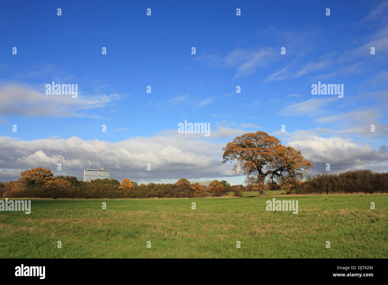 Oak tree Surrey England UK Stock Photo - Alamy