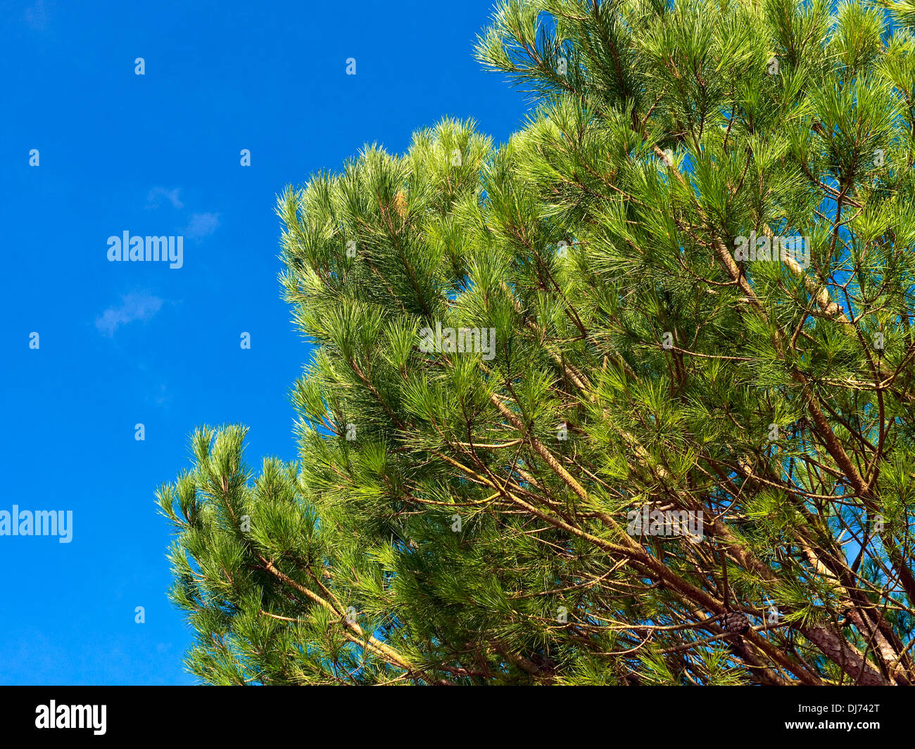 Scots fir tree hi-res stock photography and images - Alamy