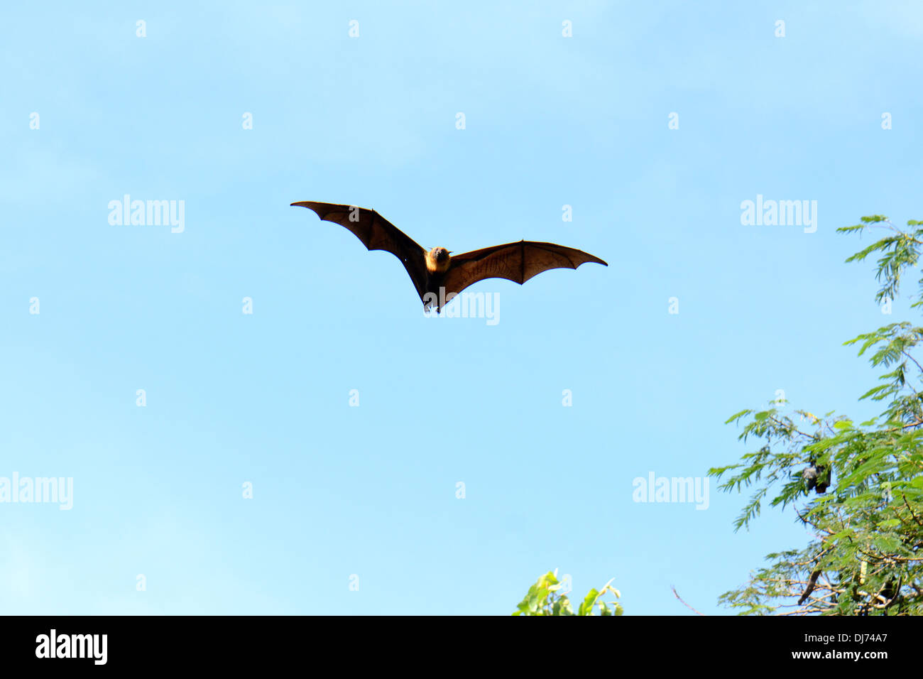 male lyie's flyingfox flying in the sky Stock Photo - Alamy