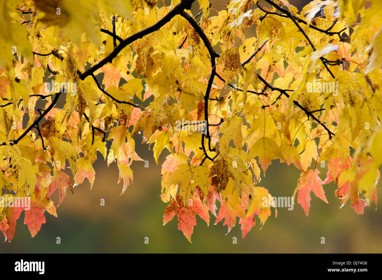 American Maple Tree High Resolution Stock Photography and Images - Alamy