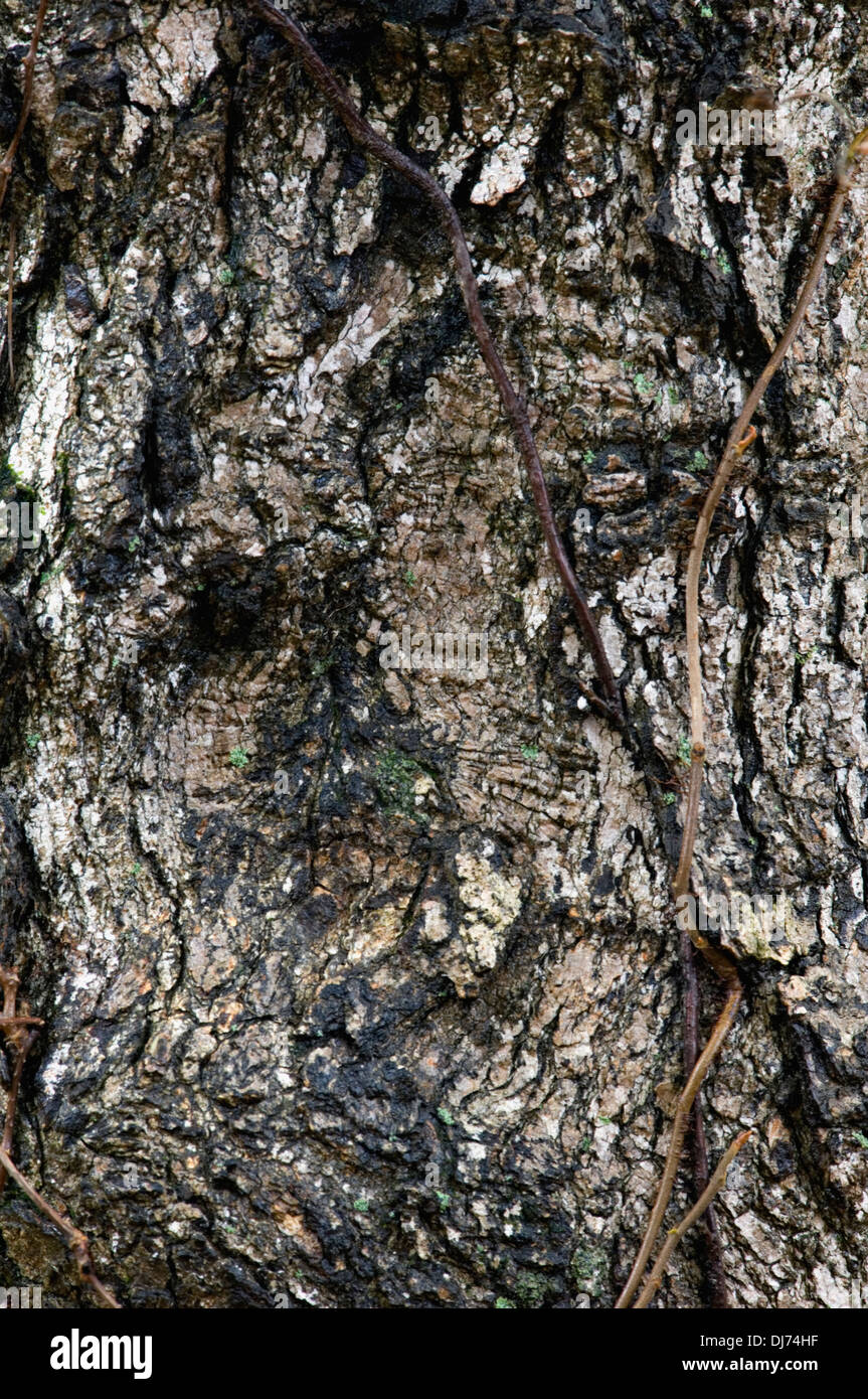 Poison Ivy Vine on Section of Maple Tree Trunk Stock Photo - Alamy