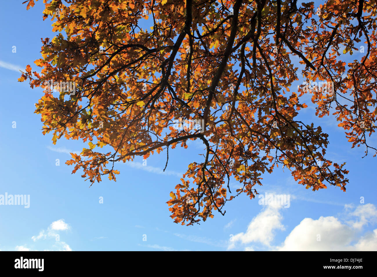 Autumn oak trees on Green belt land at Tolworth Surrey England UK Stock ...