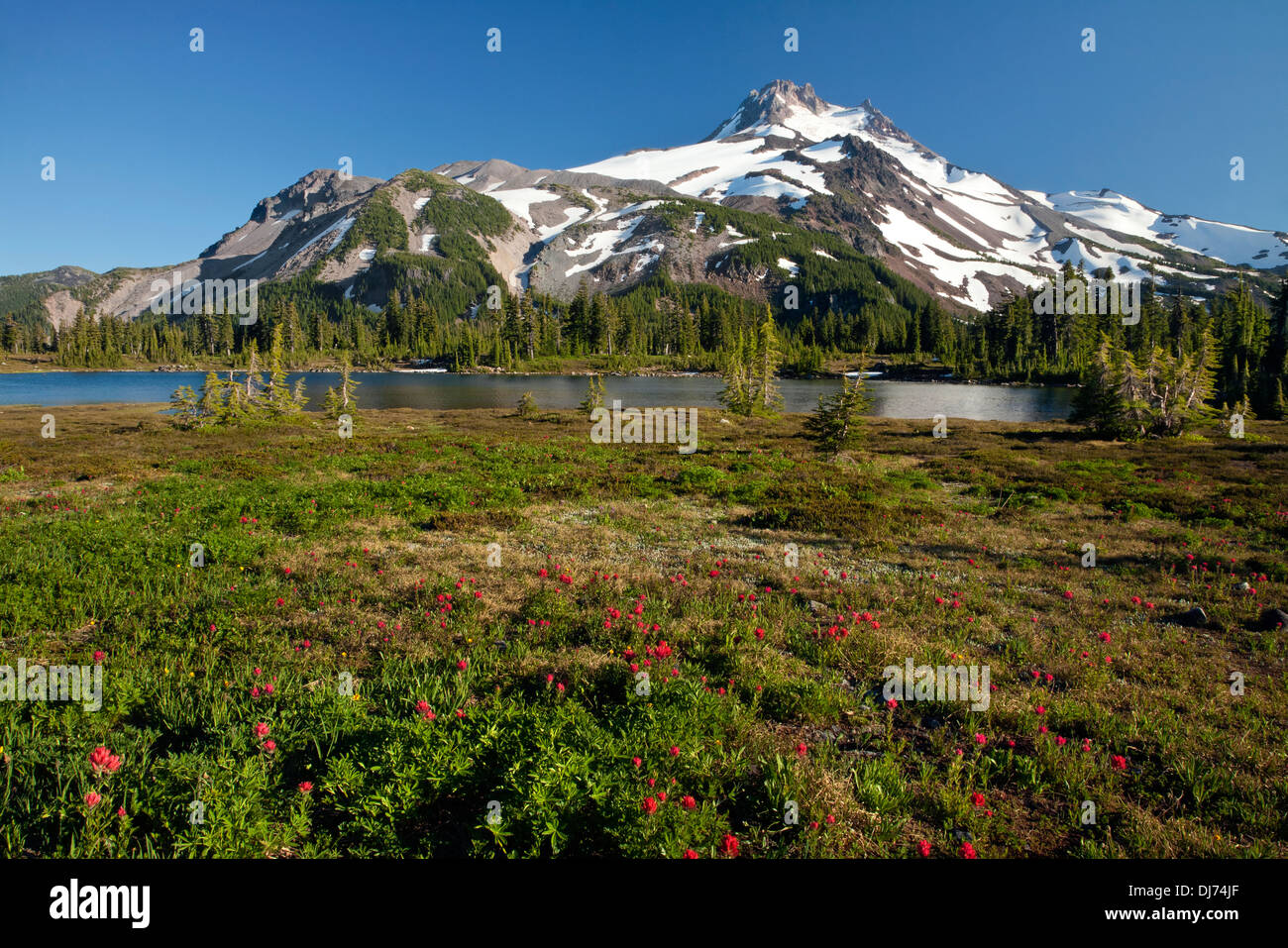 OREGON - Paintbrush blooming in a meadow surrounding Russel Lake in the ...