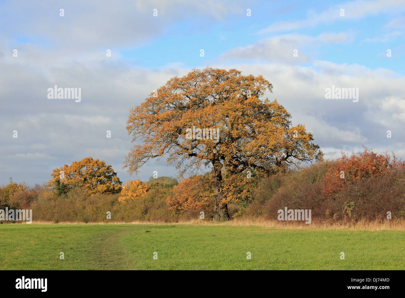 Autumn oak trees on Green belt land at Tolworth Surrey England UK Stock ...