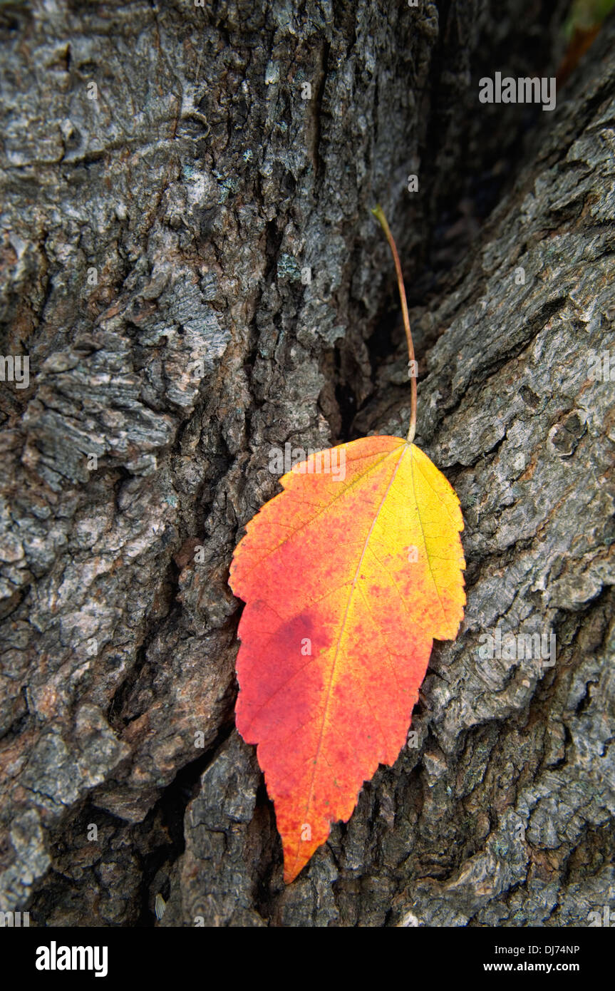 The red maple hi-res stock photography and images - Alamy