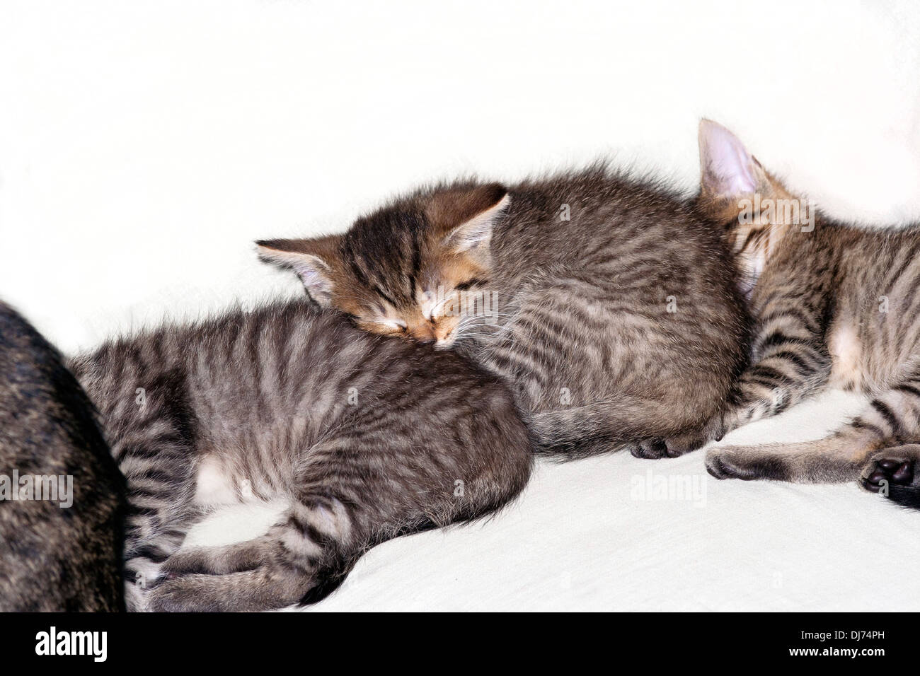 Sleeping kitten hi-res stock photography and images - Alamy