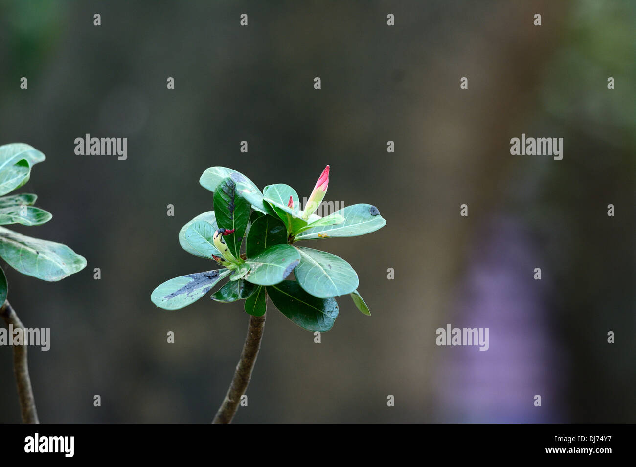 Impala lily hi-res stock photography and images - Alamy