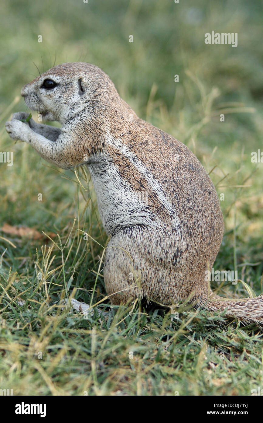 Cape ground squirrel or African ground squirrel as it is known. (Xerus ...