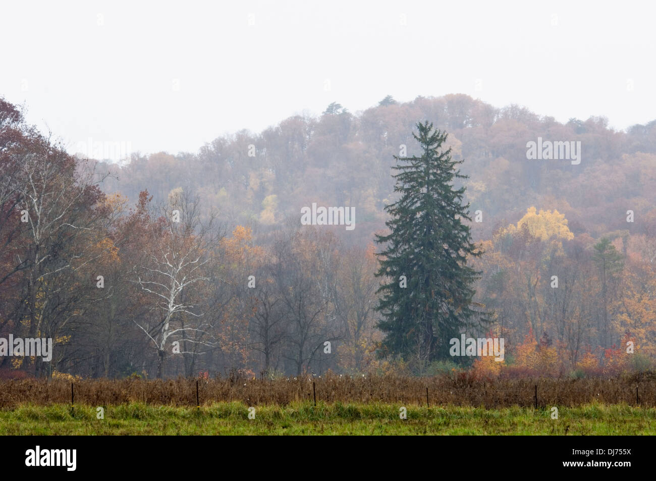 Autumn Color and Fog at Clark State Forest in Clark County, Indiana ...