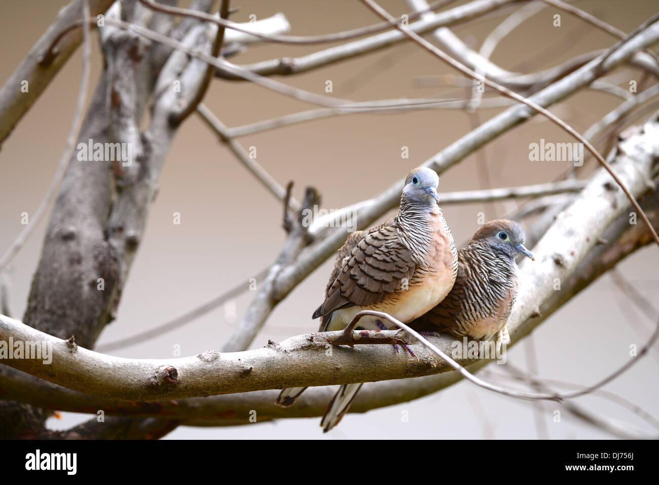 two doves resting on tree branch Stock Photo - Alamy