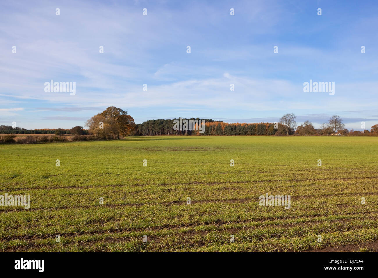 Young cereal crops and autumn trees in the farming landscape of the ...