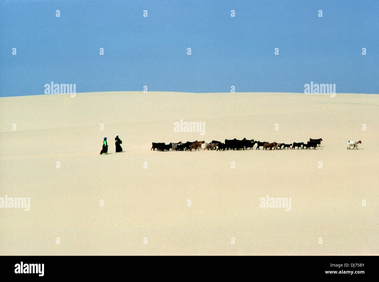 Sinai Egypt Bedouin - Herding Animals Stock Photo - Alamy
