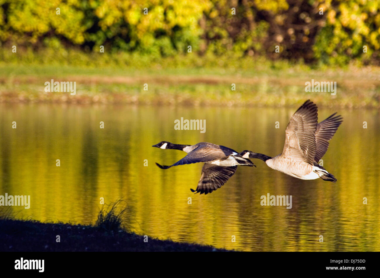 Goose pond indiana hi-res stock photography and images - Alamy