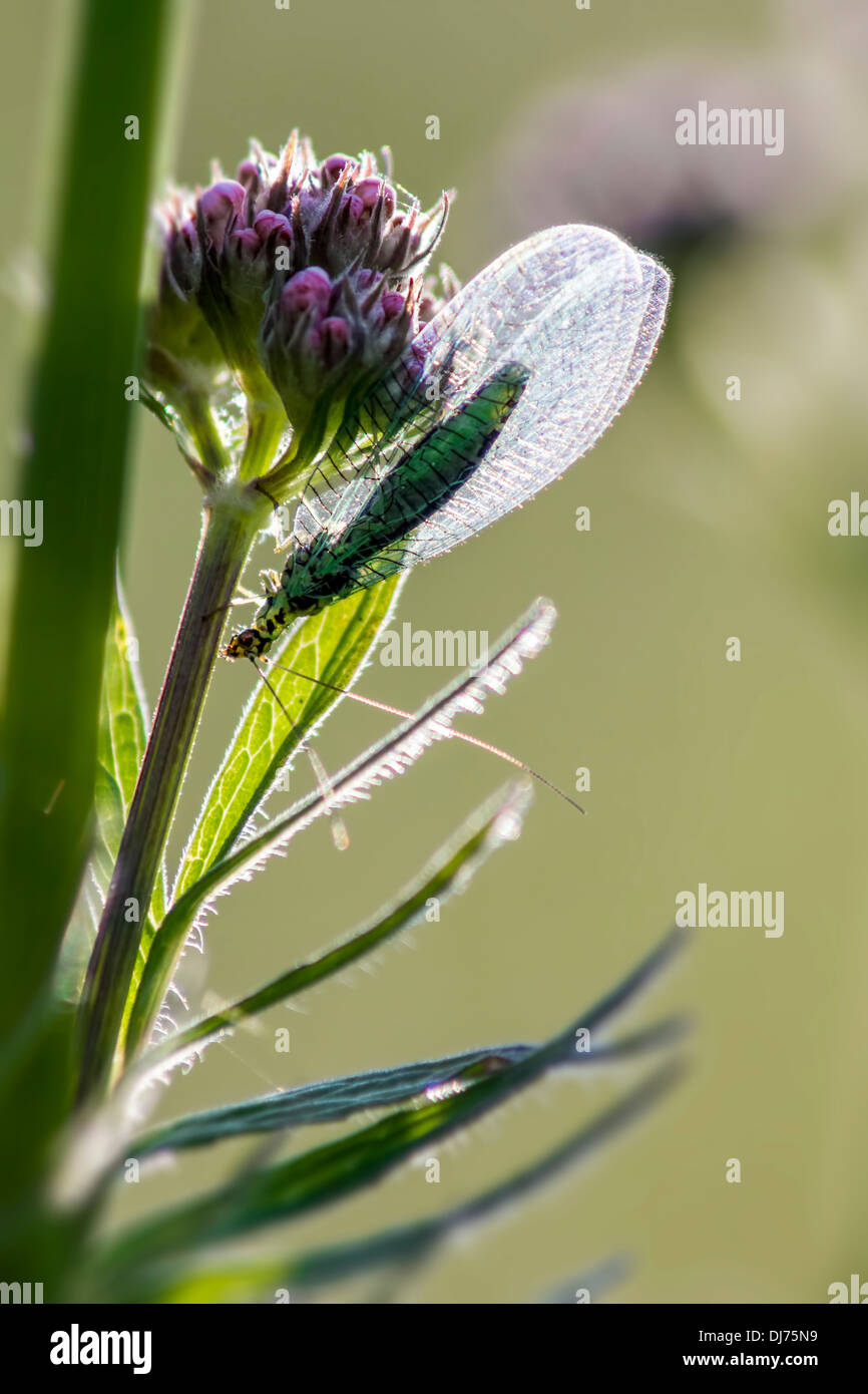 Portrait of a Chrysoperla carnea, known as the common green lacewing ...