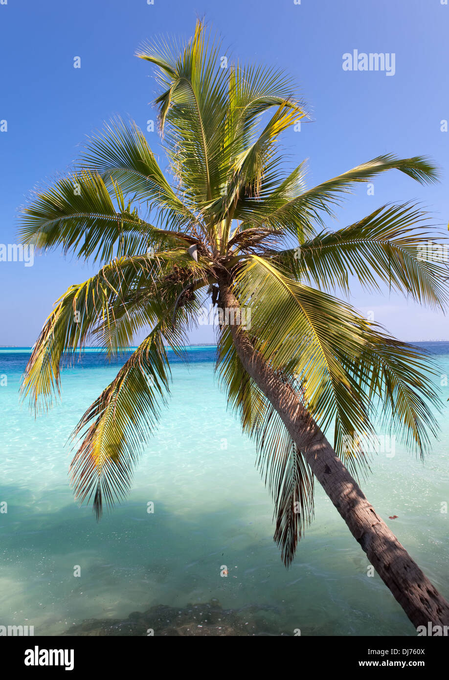 Maldives palm hi-res stock photography and images - Alamy