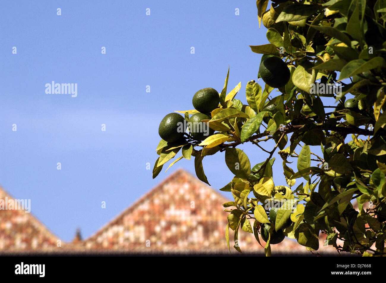 Orange tree in Algarve the southernmost region of Portugal Stock Photo ...