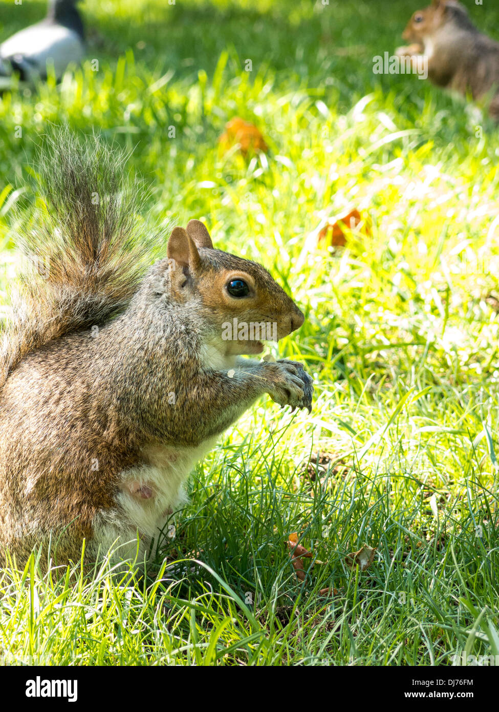Gray Squirrel in Green Grass Stock Photo - Alamy