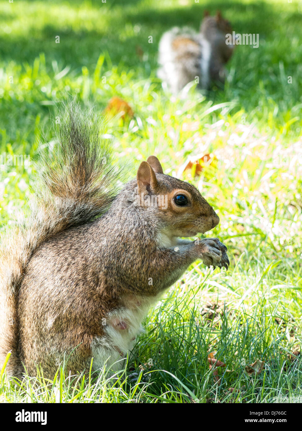 Gray Squirrel in Green Grass Stock Photo - Alamy