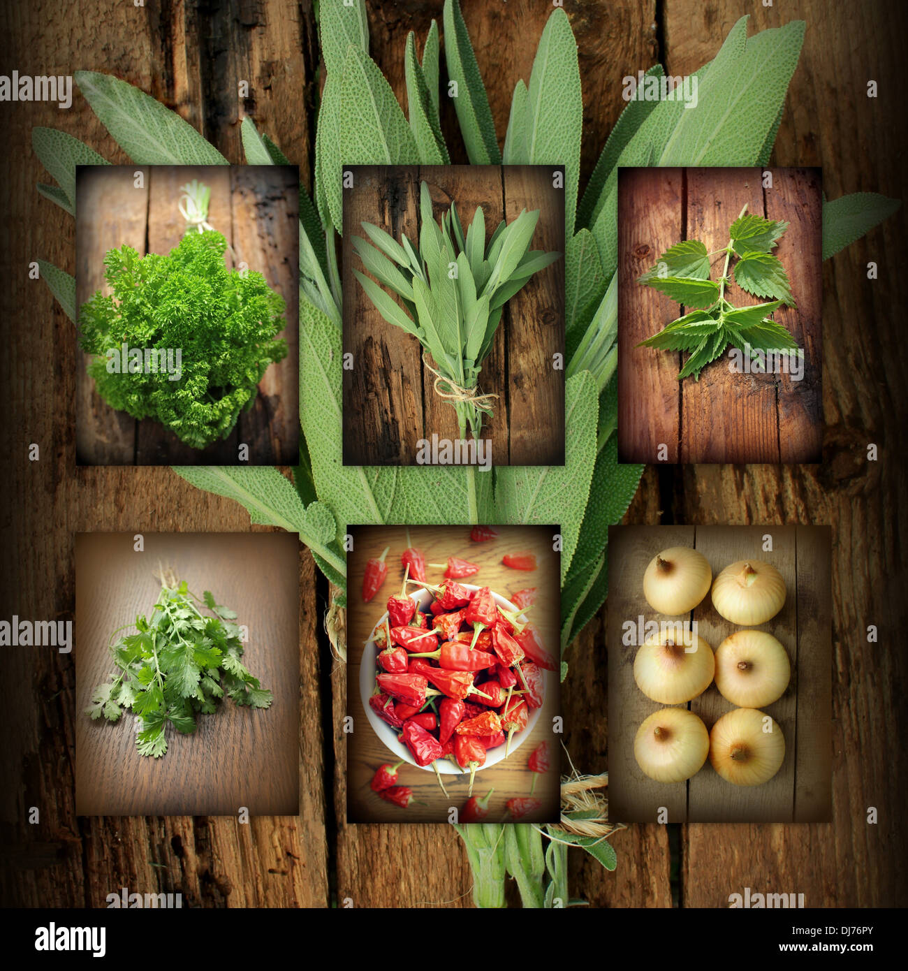 Vintage collage of fresh herbs Stock Photo - Alamy