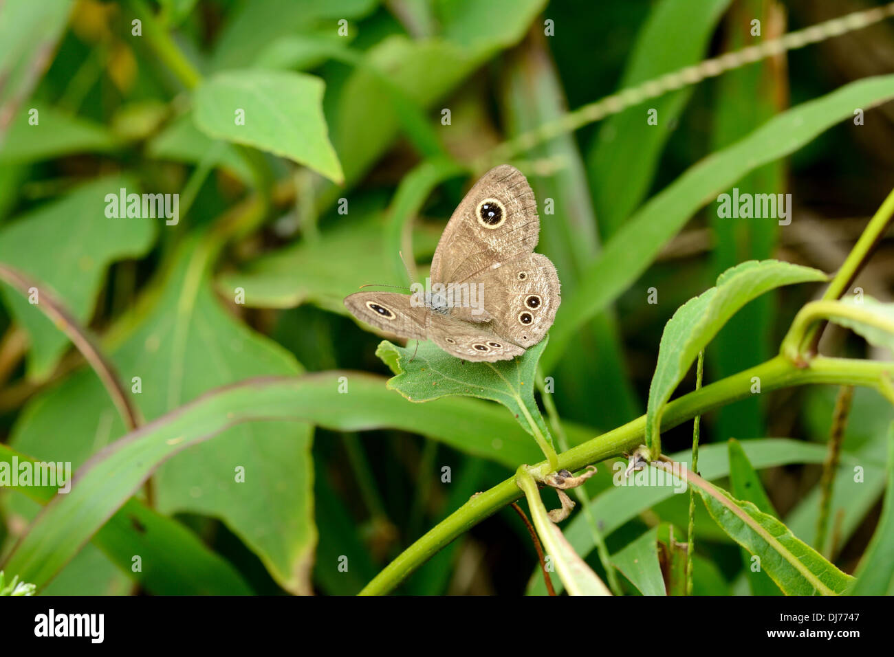 beautiful Common Four-ring butterfly (Yphtima huebneri) on leaf near ...