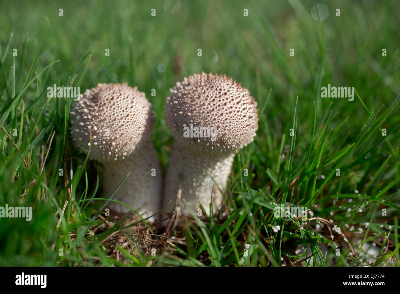 Common Puffball; Lycoperdon perlatum; Autumn; UK Stock Photo - Alamy
