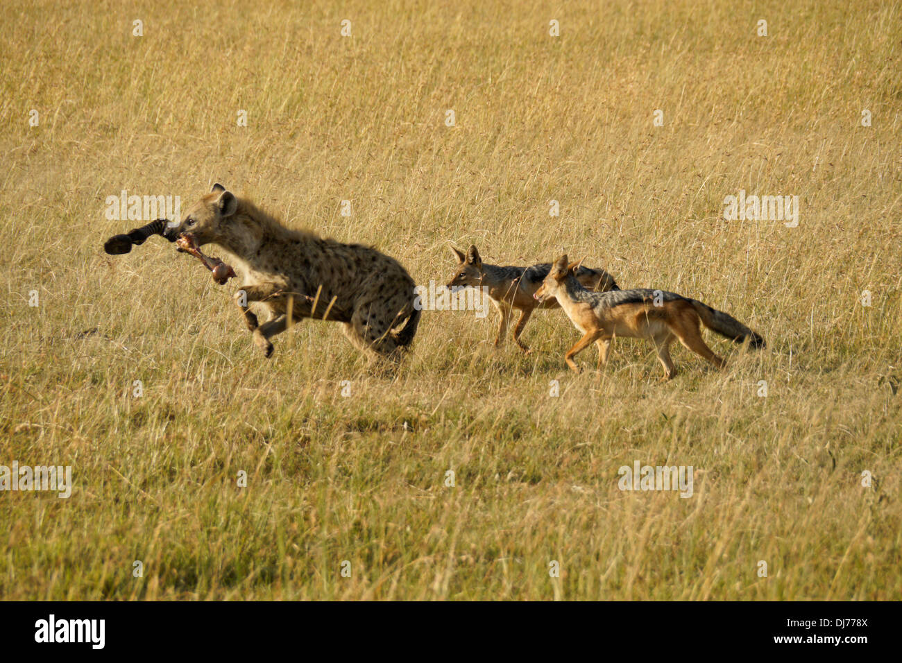Hyena kill hi-res stock photography and images - Alamy