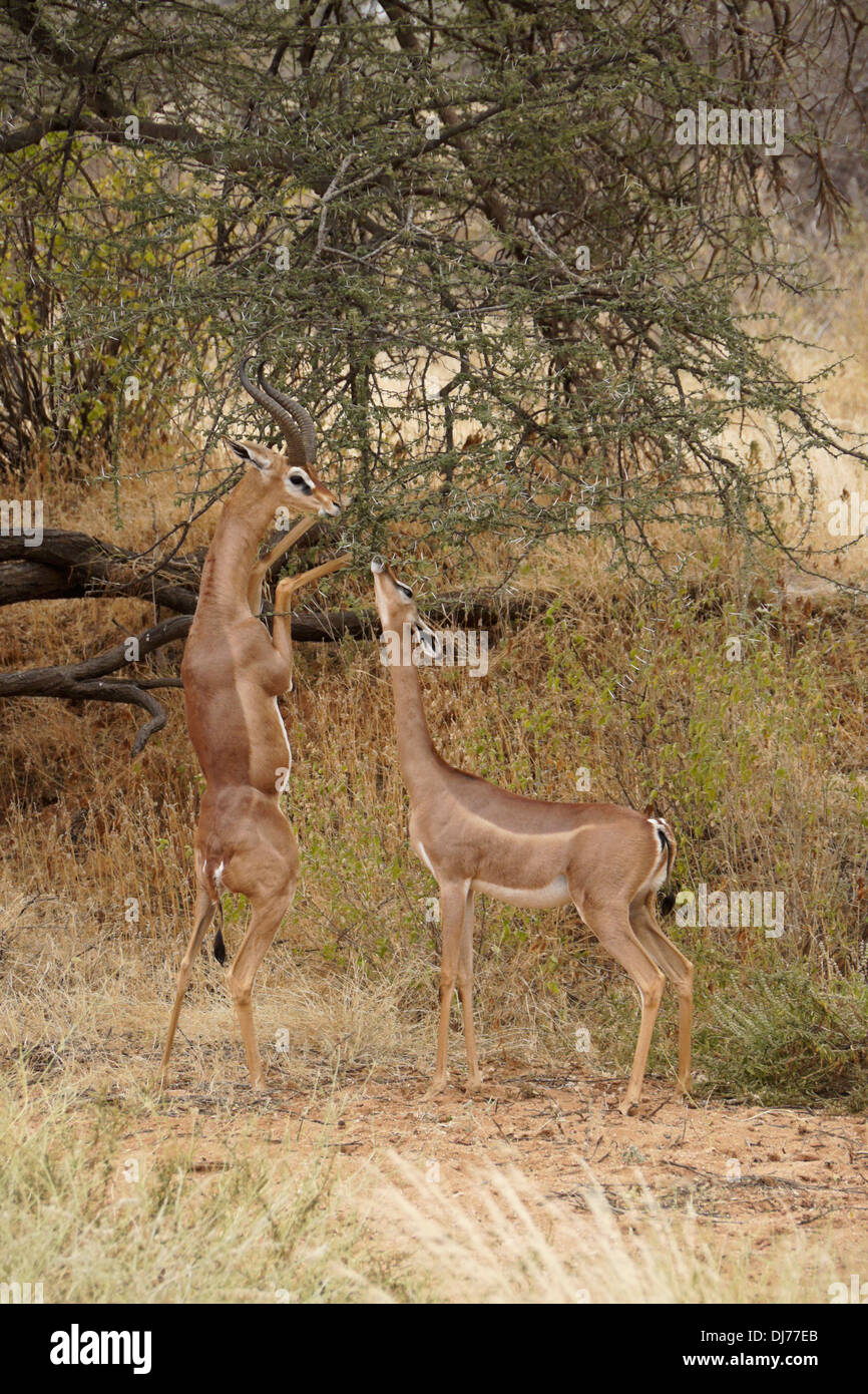 Acacia tree feeding hi-res stock photography and images - Alamy