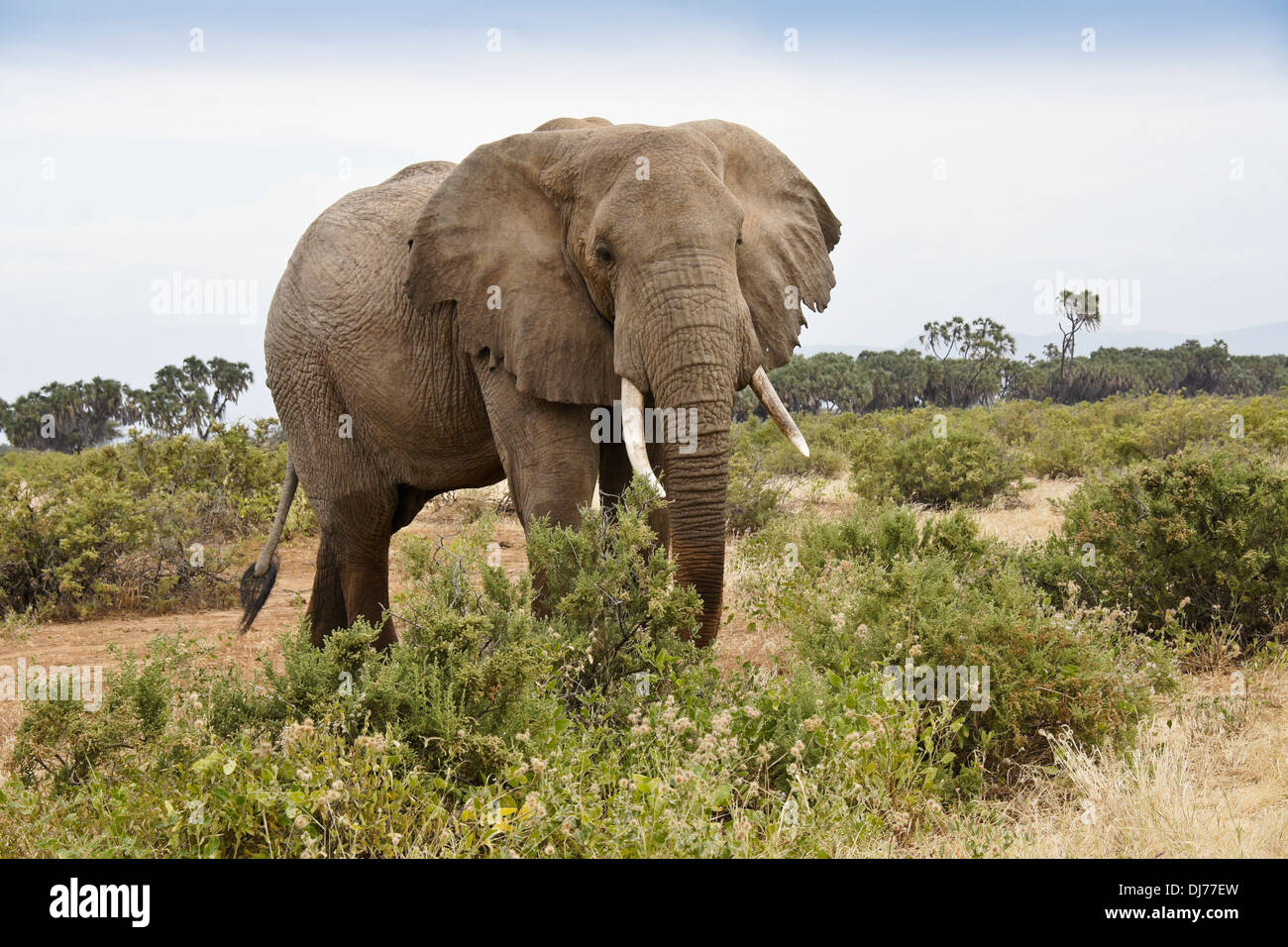 Bull elephant with high-water mark on legs and trunk from crossing ...