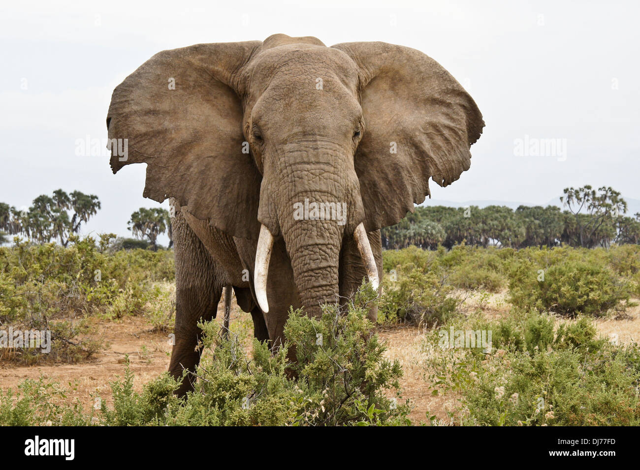 Bull elephant with high-water mark on legs from crossing river, Samburu ...