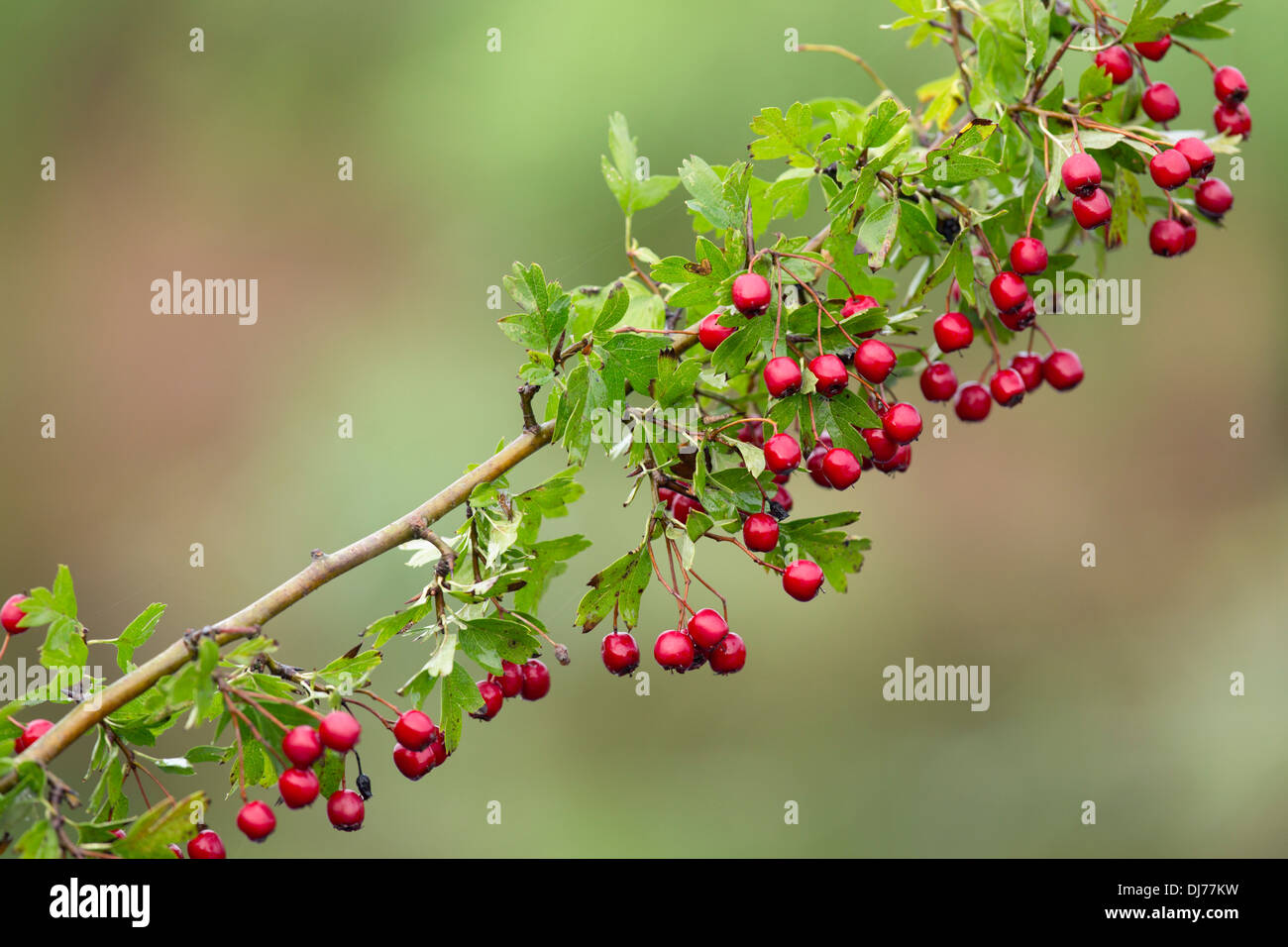 Hawthorn hi-res stock photography and images - Alamy