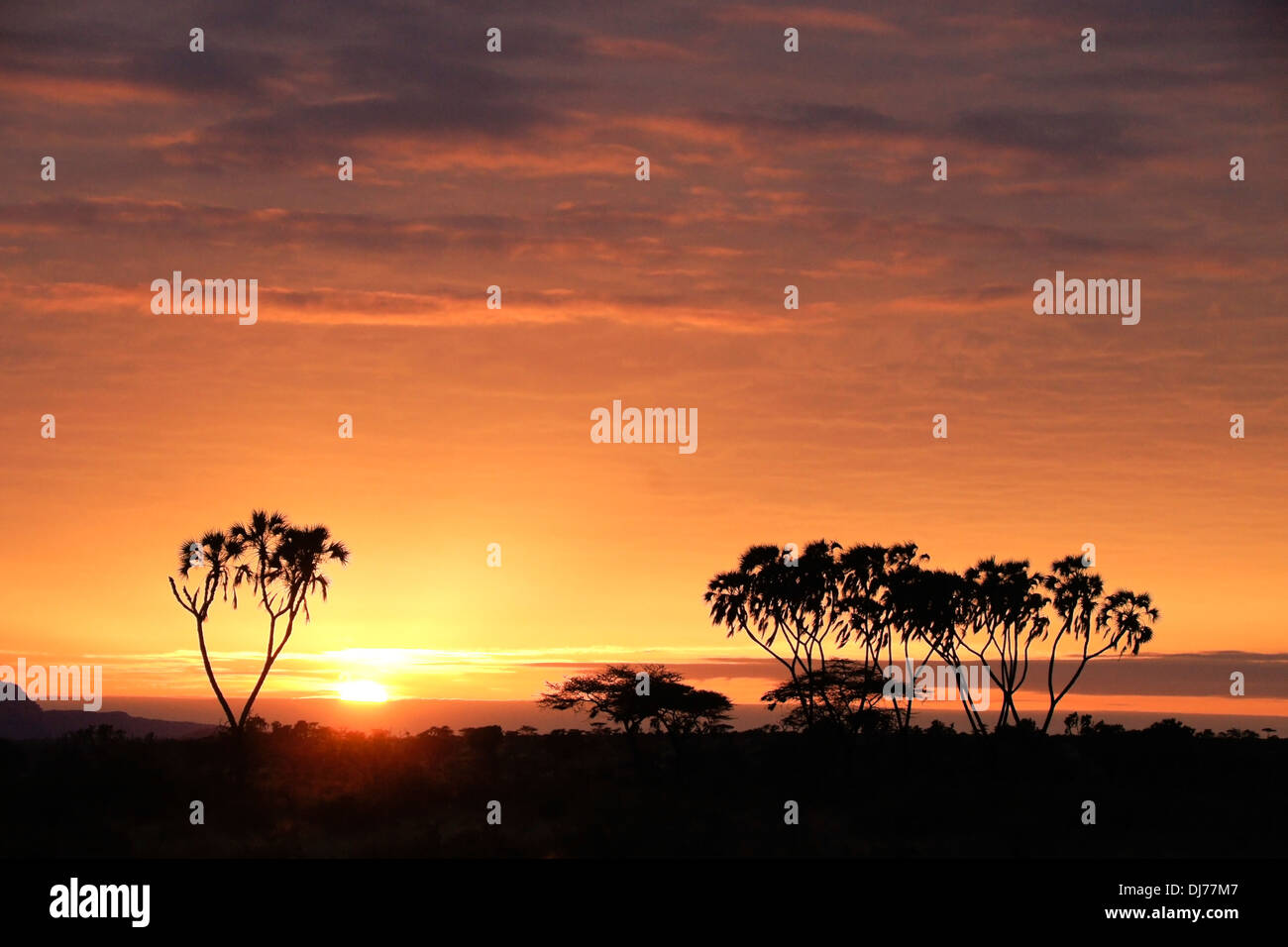 Sunrise and doum palms, Samburu, Kenya Stock Photo - Alamy