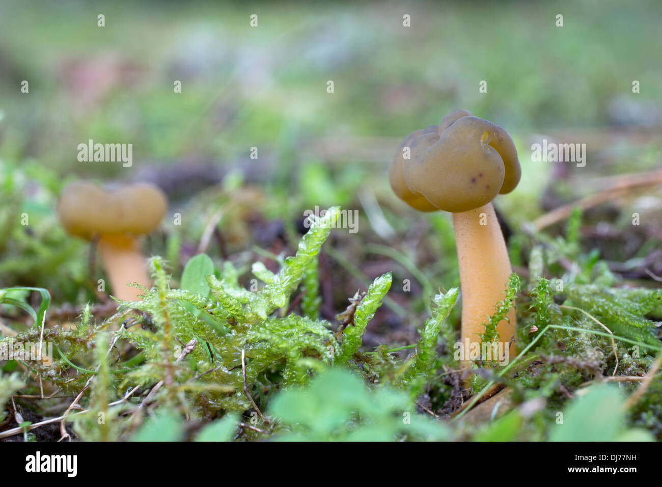 Jelly Babies Fungus; Leotia lubrica; Autumn; UK Stock Photo - Alamy