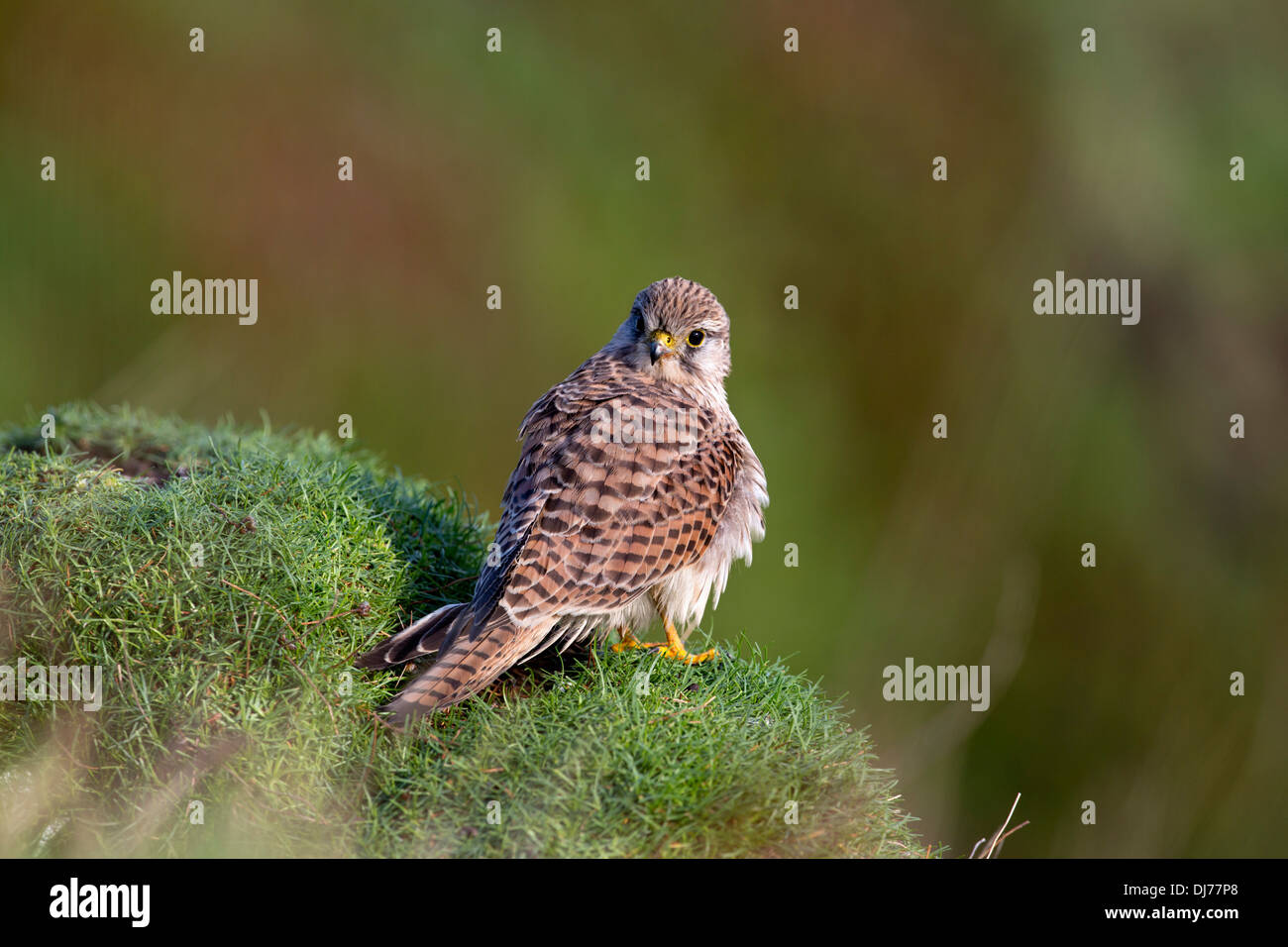 Uk british kestrel hi-res stock photography and images - Alamy
