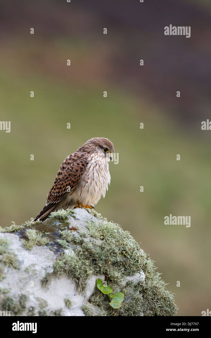 Kestrel; Falco tinnunculus; Juvenile; UK Stock Photo - Alamy