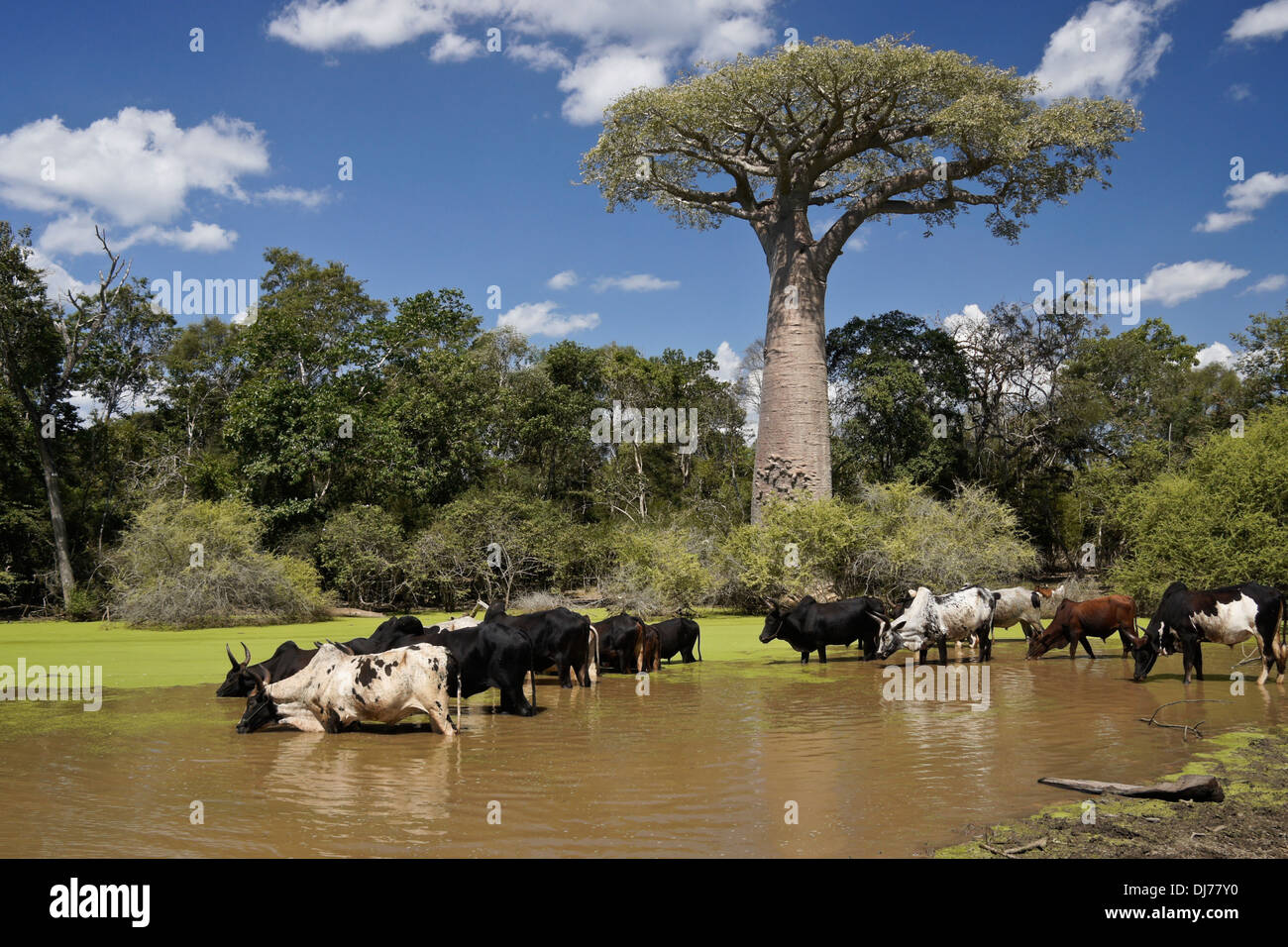 Baobab tree hi-res stock photography and images - Alamy