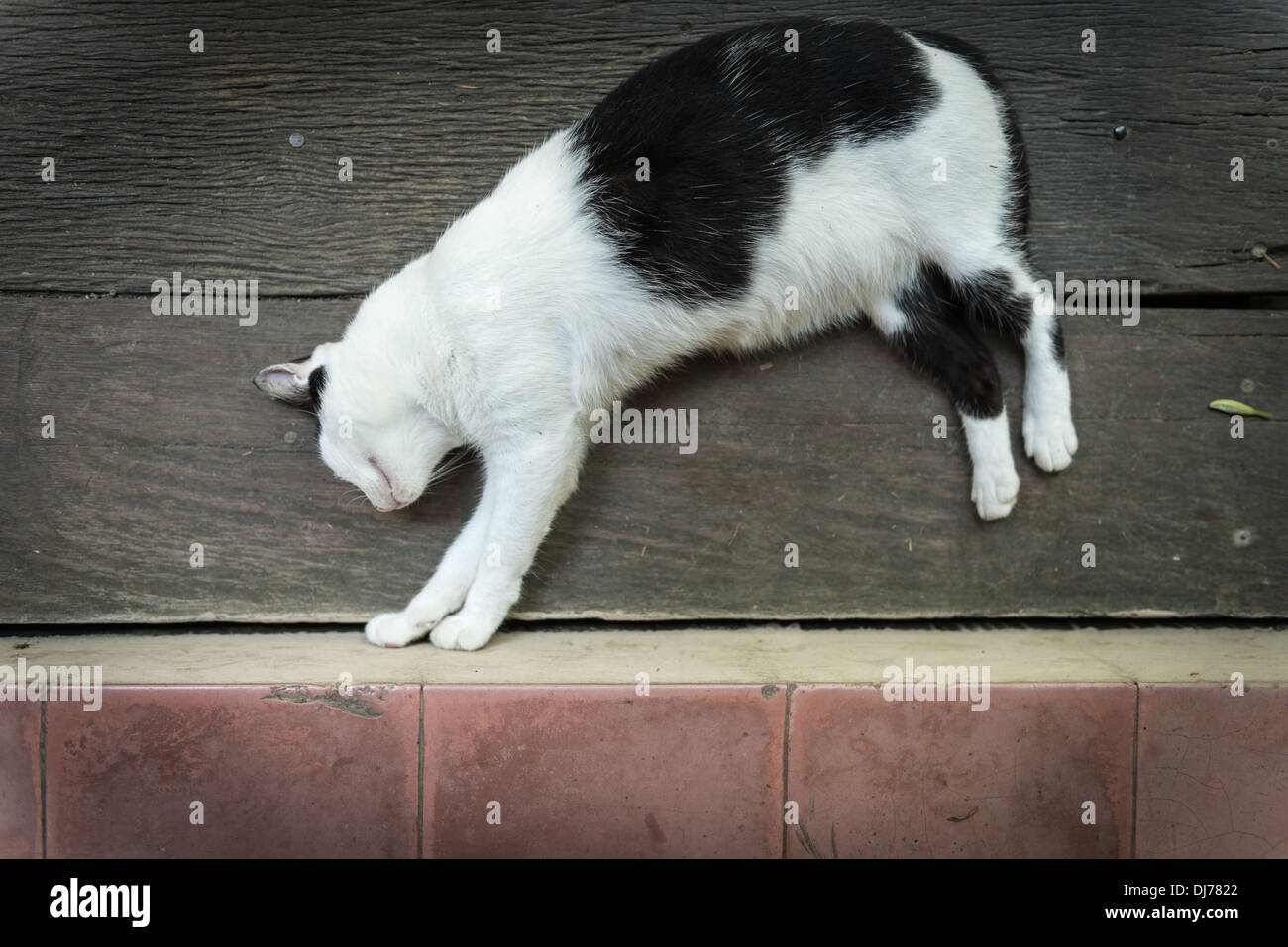 Cat sleeping in a jumping pose on wooden floor Stock Photo - Alamy
