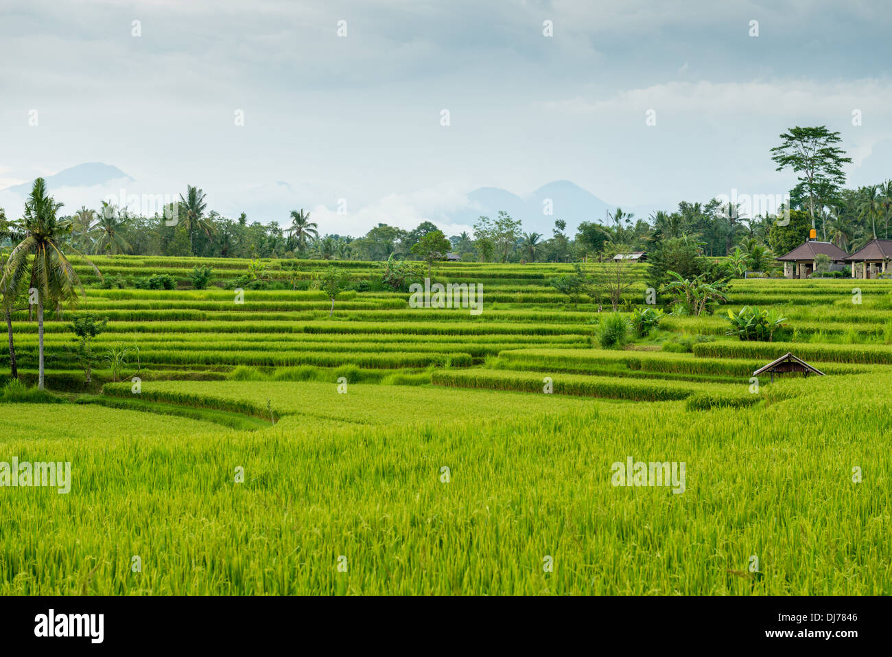 Beautiful green lush rice terrace fields in Bali Stock Photo - Alamy