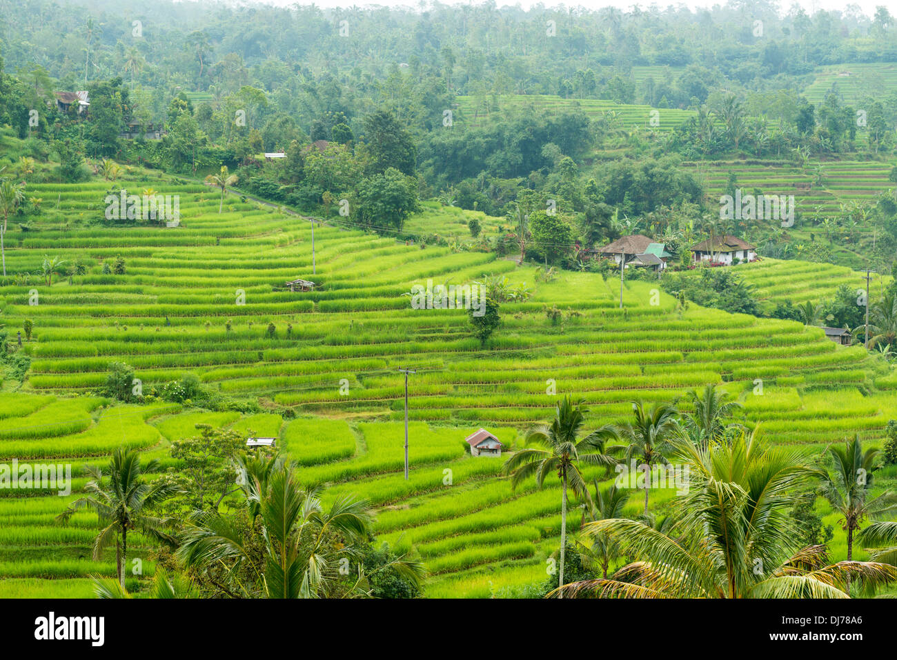 Rice paddies of Bali on the cloudy overcast day with a little rain ...
