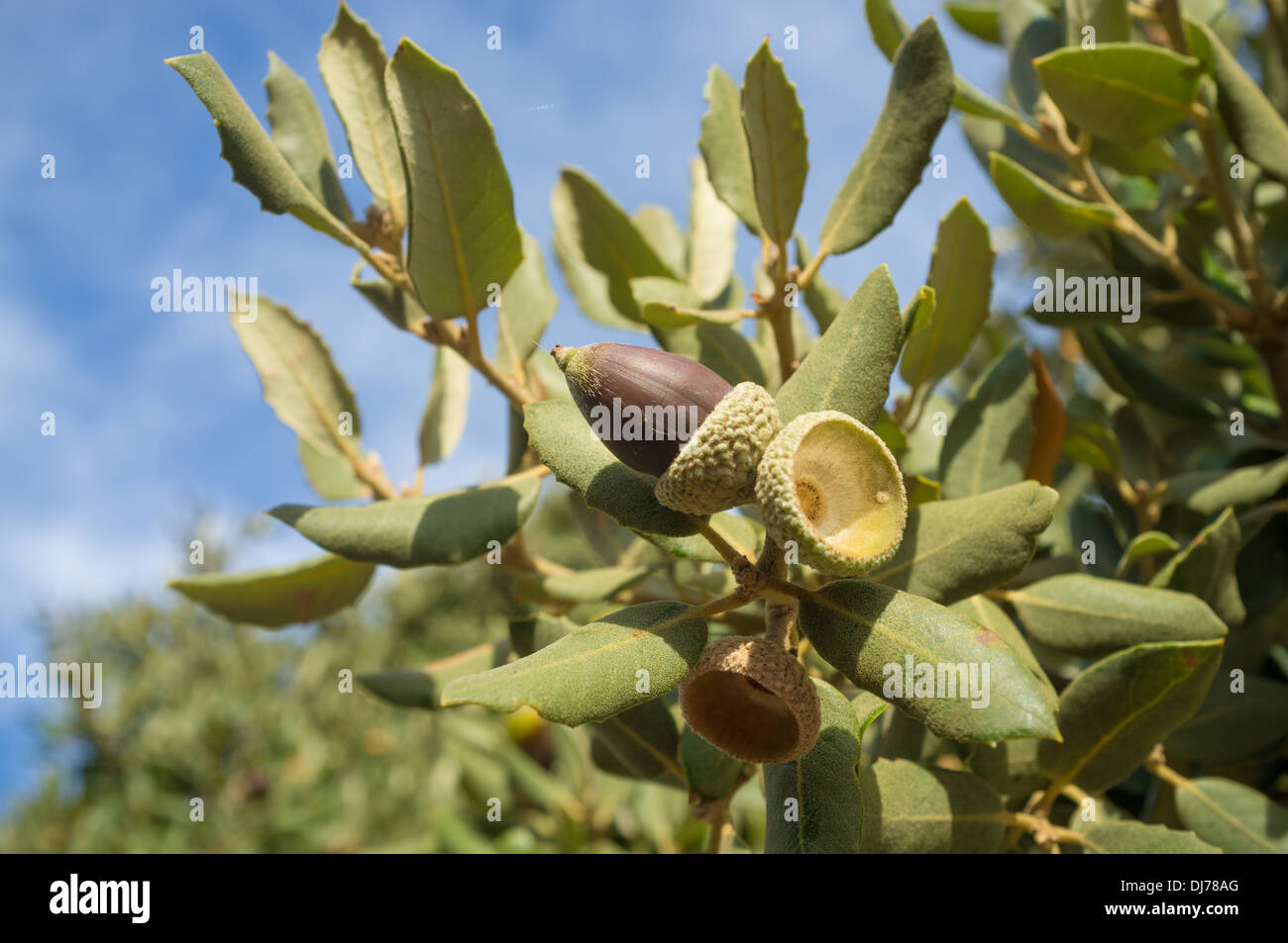 Acorn seeds on a Mediterranean oak tree Stock Photo - Alamy