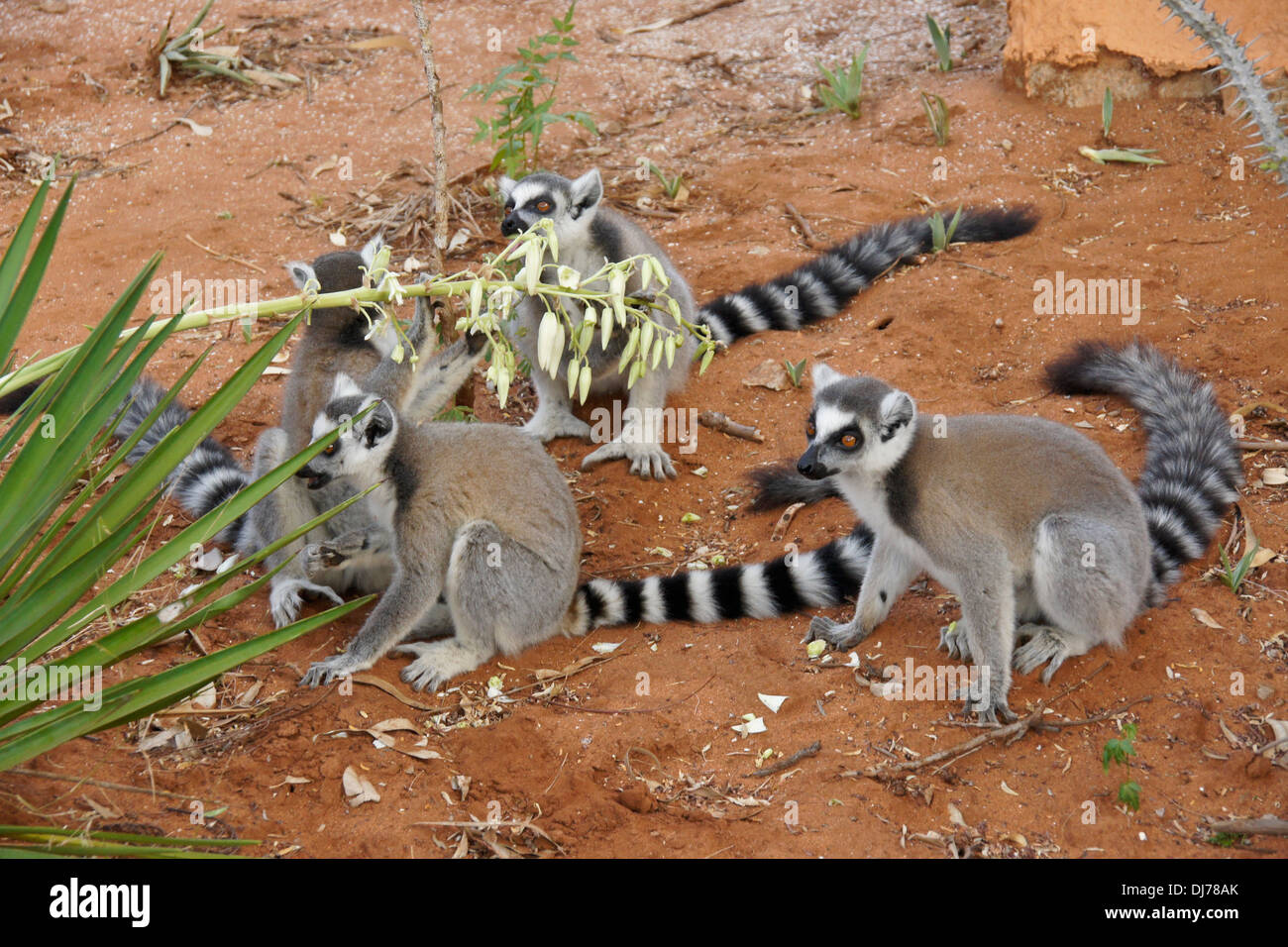 Ring Tailed Lemurs Eating Flowers