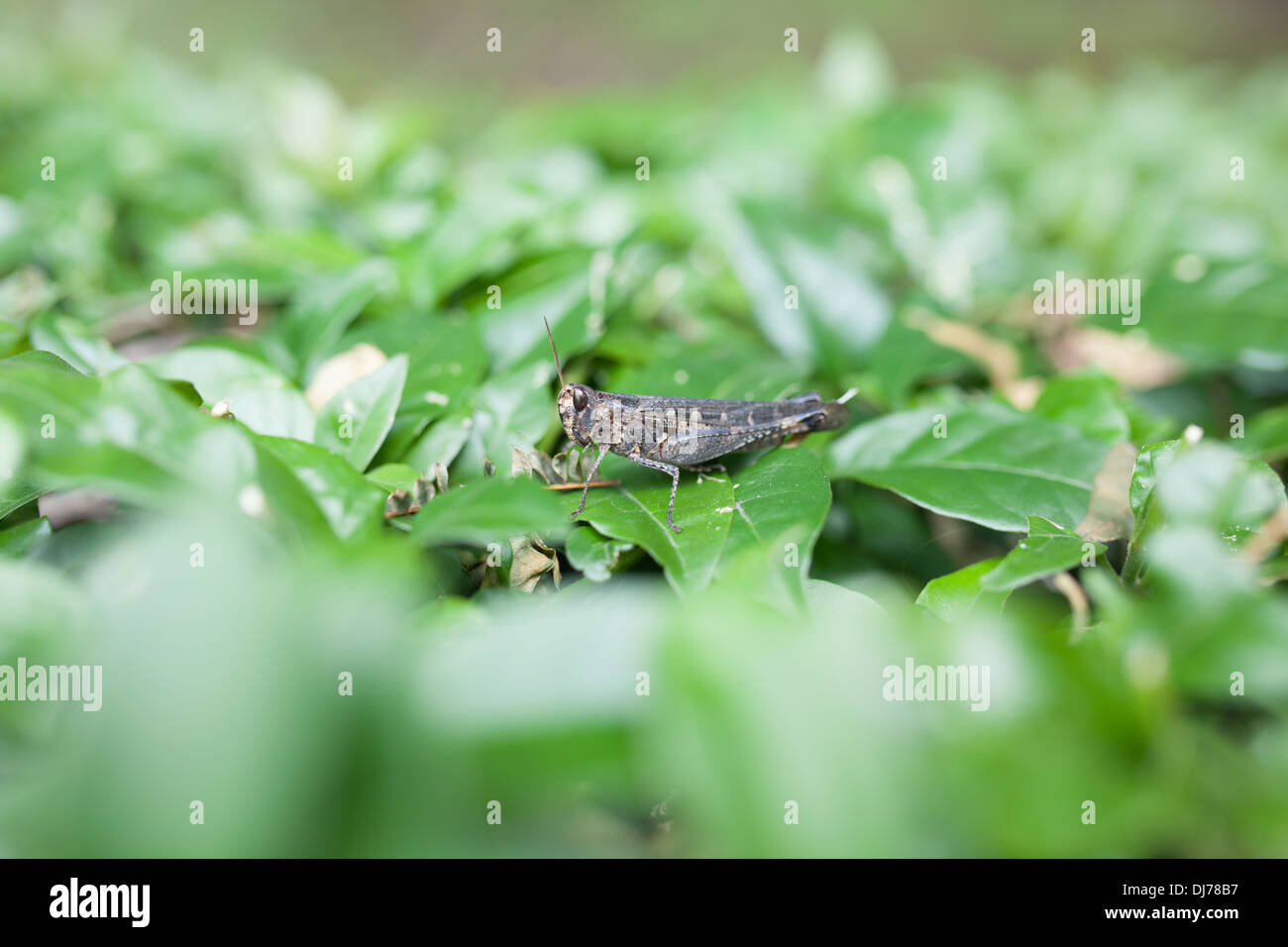Mexico nature macro butterfly leaves plants insects green plant insect ...