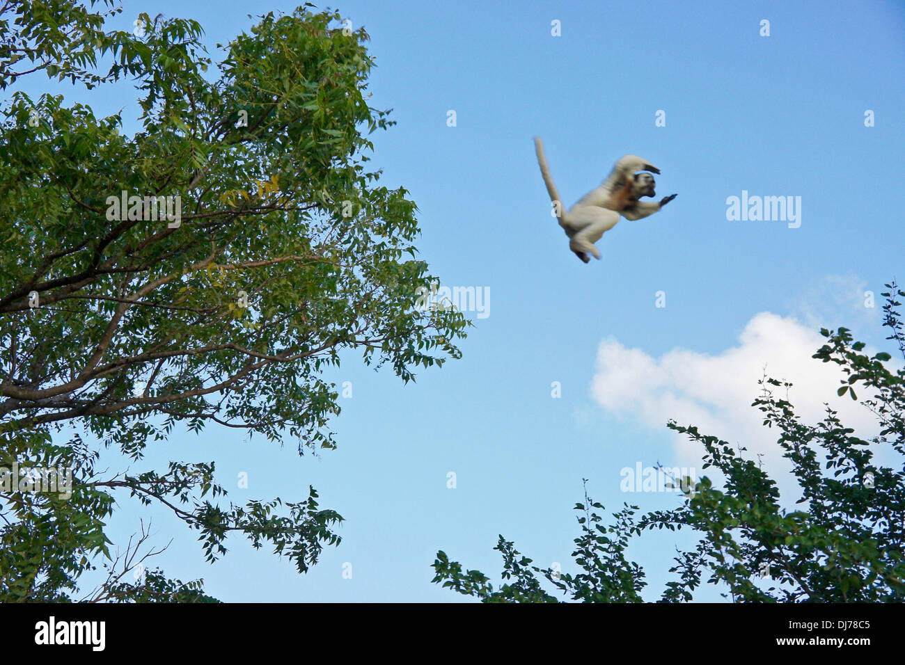 Jumping lemur hi-res stock photography and images - Alamy