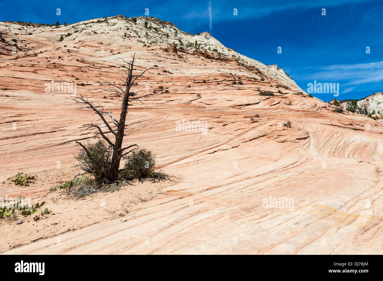 Pinky rocky waves in Zion National Park, USA Stock Photo - Alamy